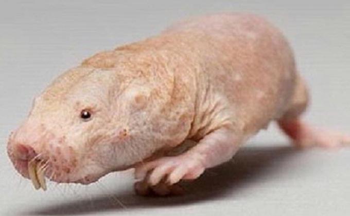 Tikus Mondok Telanjang, Si Botak Panjang Umur - TribunNews.com