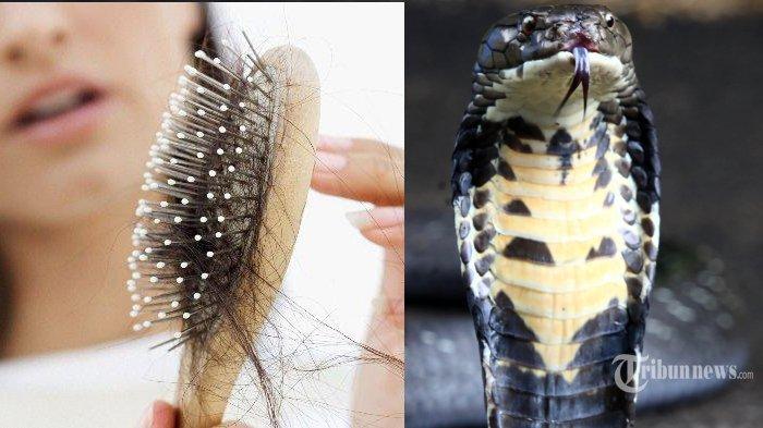 Rambut Rontok Bisa Jadi Penolong Saat Musim Teror Ular, Kok Bisa? Simak ...