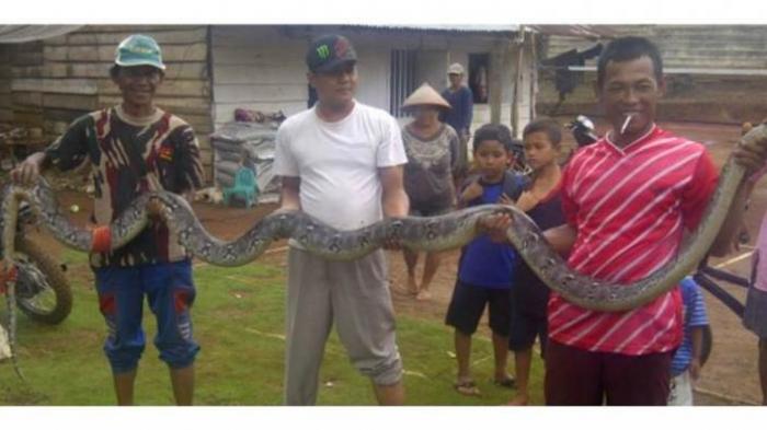 Banjir di Kabupaten Seluma Memicu Ular Piton ke Pemukiman Warga ...
