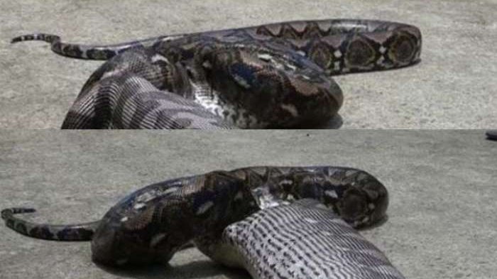 Geger Ular Python Besar, Warga Begidik Ngeri Saat Lihat Isi Dalam ...