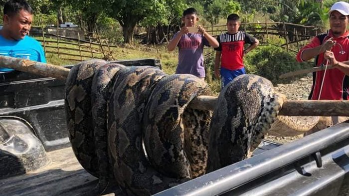 Kaget Ketemu Ular Raksasa, Pencari Ikan Tebas Ular Piton Raksasa 8 ...