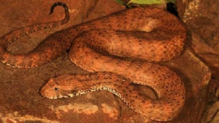 Ini Dia Spesies Baru Ular Berbisa yang Ditemukan di Australia ...