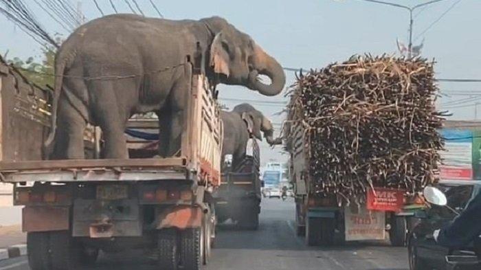 Viral di Medsos, Gajah 'Curi' Tebu yang Diangkut Truk saat Berhenti di ...