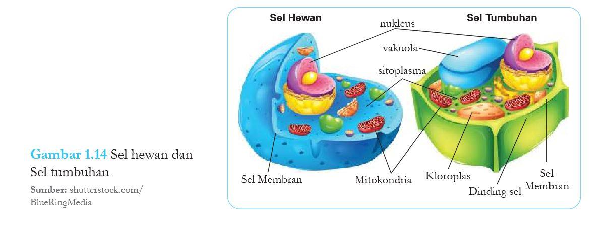 Kunci Jawaban IPA Kelas 8 Halaman 13: Tabel Perbedaan Sel Hewan dan Sel ...