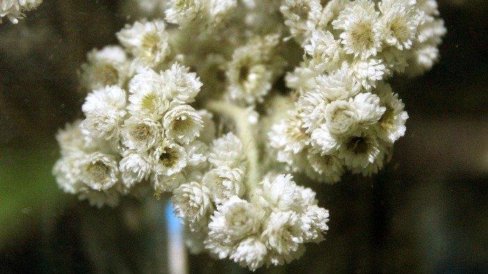 Mengenal Bunga Edelweis, Berikut Arti, Karakteristik dan Fakta ...