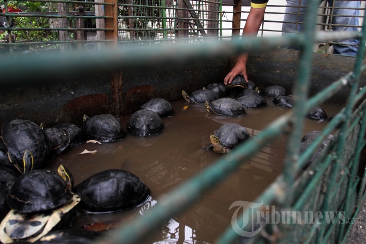 170 Kura-kura Ambon Diamankan BBKSDA Riau, Foto 2 #1690331 - TribunNews.com