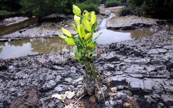 Bibit Pohon Mangrove, Foto 5 #11832 - TribunNews.com
