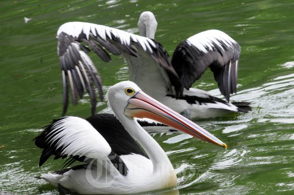 Burung Pelikan Atau Undan di Kebun Binatang Ragunan, Foto 5 #183582 ...
