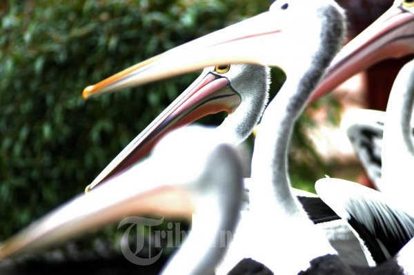 Burung Pelikan atau Undan di Kebun Binatang Ragunan, Foto 4 #183572 ...