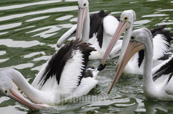 Burung Pelikan atau Undan di Kebun Binatang Ragunan, Foto 8 #183612 ...