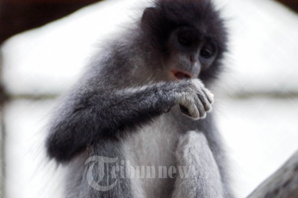 Monyet Imut Hitam Koleksi Ragunan, Foto 4 #191511 - TribunNews.com