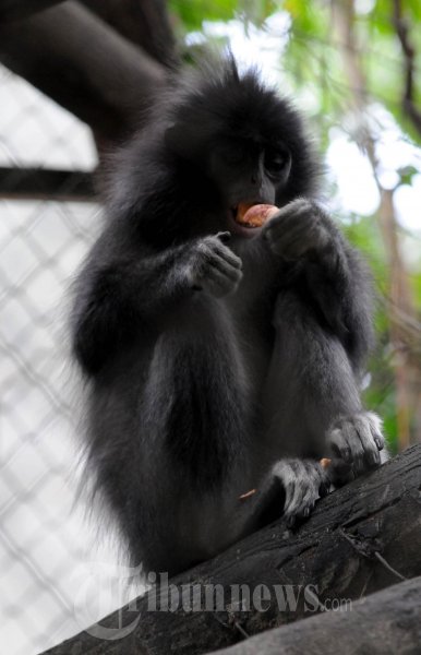 Monyet Imut Hitam Koleksi Ragunan, Foto 1 #191481 - TribunNews.com