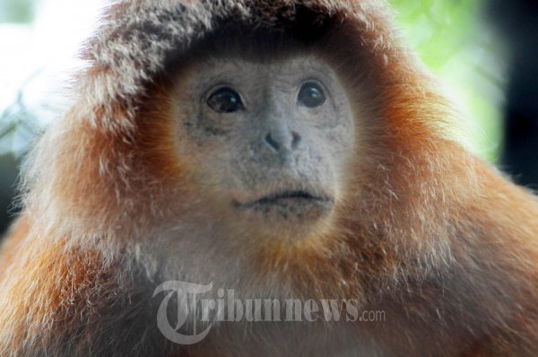 Monyet Imut Koleksi Ragunan, Foto 1 #191381 - TribunNews.com