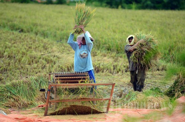 Penggunaan Mesin Perontok Gabah Tradisional, Foto 1 #328801 ...