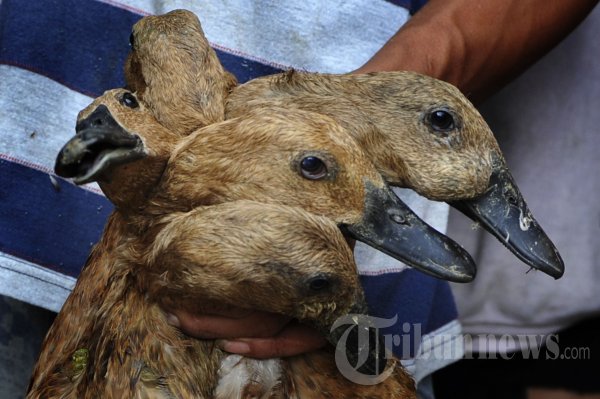 Harga Itik Stabil, Foto 1 #336591 - TribunNews.com