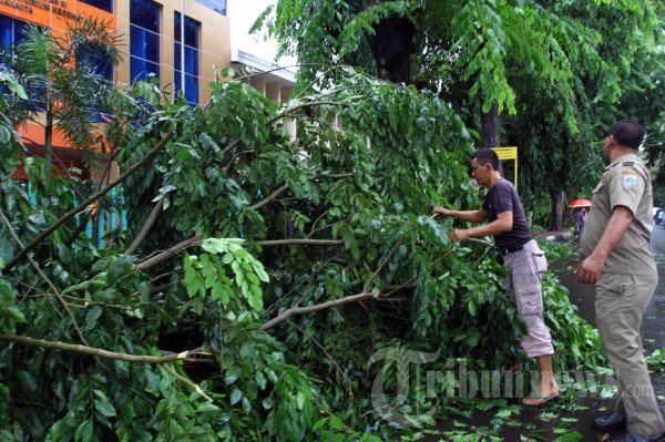 Pohon Tumbang di Jakarta, Foto 3 #338522 - TribunNews.com