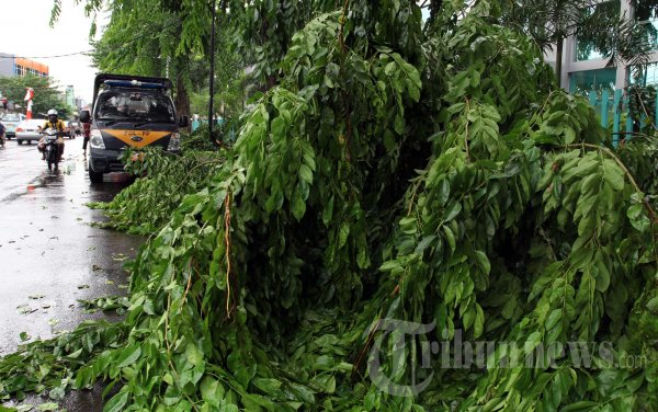 Pohon Tumbang di Jakarta, Foto 4 #338532 - TribunNews.com