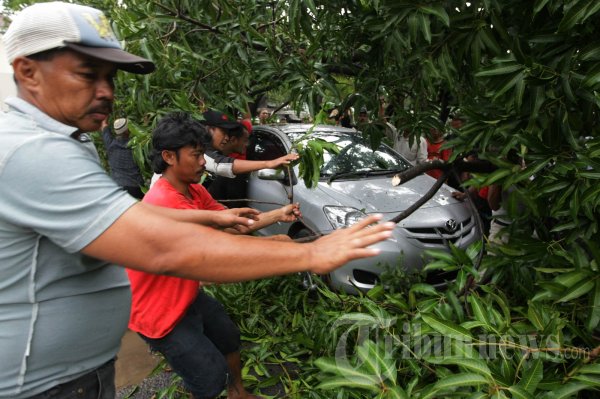 Pohon Tumbang Timpa Mobil, Foto 4 #337422 - TribunNews.com
