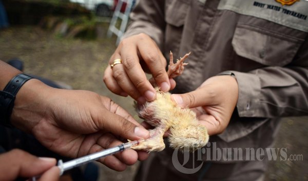 Pengambilan Sampel Darah Ayam, Foto 1 #343941 - TribunNews.com