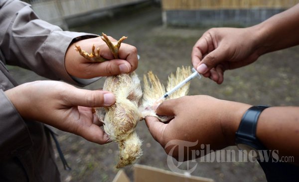 Pengambilan Sampel Darah Ayam, Foto 3 #343961 - TribunNews.com