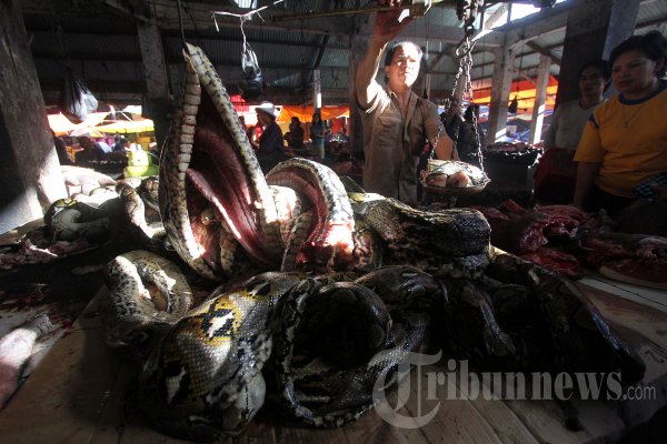 Penjual Ular di Pasar Ekstrim Tomohon, Foto 8 #393792 - TribunNews.com