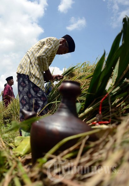 Tradisi Wiwitan, Foto 2 #400542 - TribunNews.com