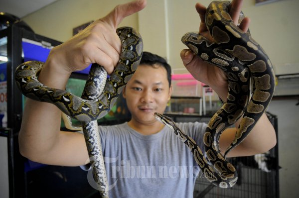 Ular Ball Python, Foto 2 #479952 - TribunNews.com
