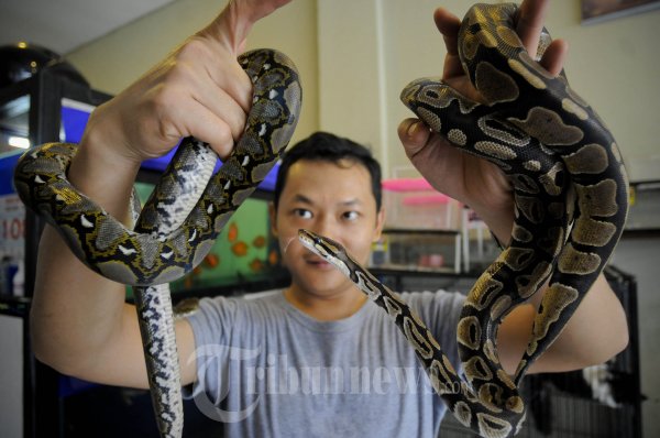 Ular Ball Python, Foto 3 #479962 - TribunNews.com