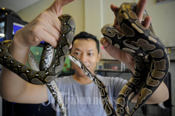 Ular Ball Python, Foto 4 #479972 - TribunNews.com