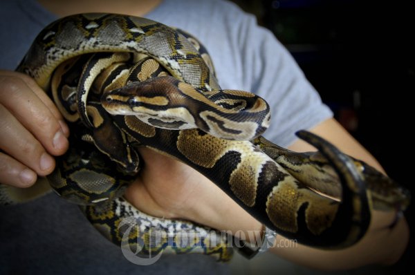 Ular Ball Python, Foto 5 #479982 - TribunNews.com