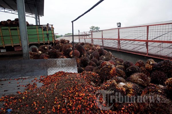 Pabrik Kelapa Sawit Buatan I, Foto 5 #529111 - TribunNews.com