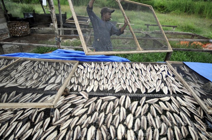 Menjemur Keumamah, Foto 2 #572262 - TribunNews.com
