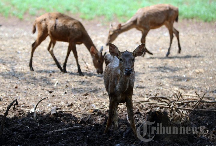 Rusa Timor, Foto 1 #722692 - TribunNews.com
