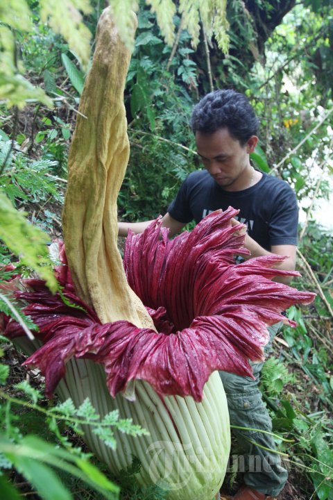 Bunga Bangkai Raksasa di Deli Serdang, Foto 1 #851602 - TribunNews.com