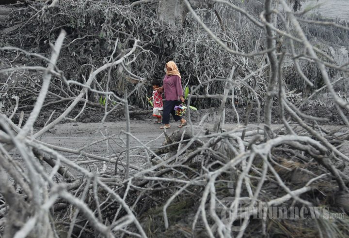 Tertutup Debu Vulkanik Gunung Sinabung, Foto 10 #976222 - TribunNews.com