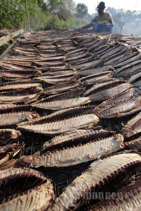 Produksi Ikan Kayu, Foto 3 #1061351 - TribunNews.com