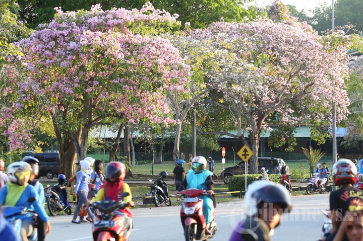 Bunga Sakura Bersemi di Muka Kuning Batam, Foto 5 #1109432 - TribunNews.com