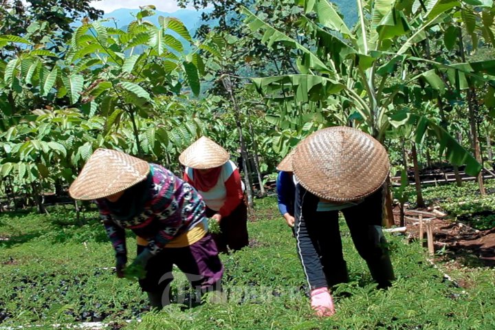Gerakan Menabung Pohon, Foto 1 #1202552 - TribunNews.com
