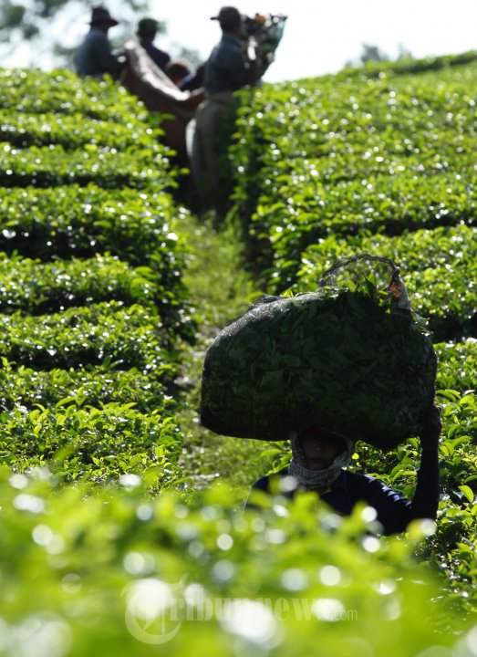 Buruh Petik Teh Sedang Memetik Daun Teh, Foto 6 #1337652 - TribunNews.com