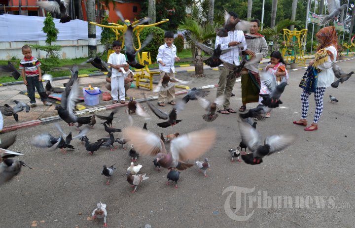 Burung Merpati di Lapangan Merdeka Medan, Foto 1 #1357932 - TribunNews.com