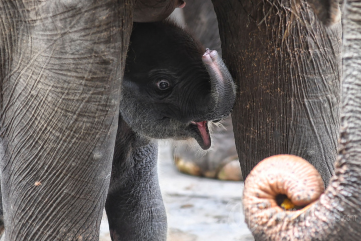 Anak Gajah Bernama Diah Lahir di Batu Secret Zoo, Foto 1 #2019576 ...