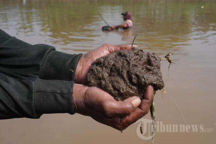 Berburu Cacing Sutra di Sungai Citarum, Foto 5 #2019490 - TribunNews.com