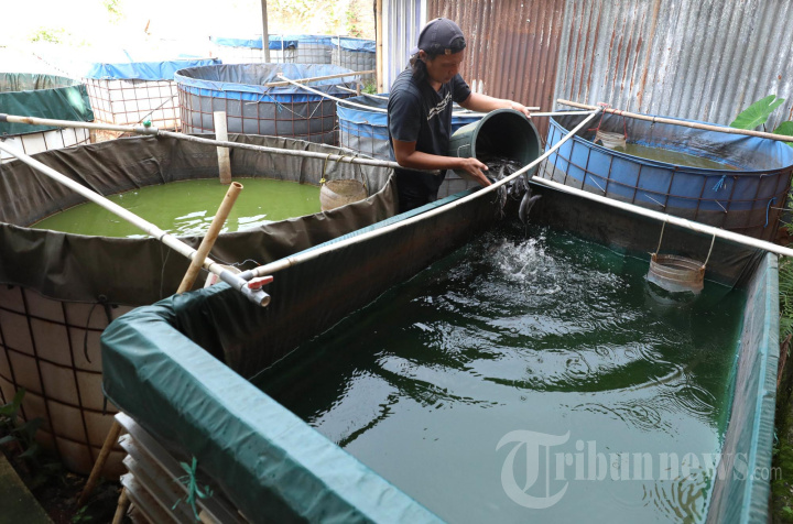 Budidaya Ikan Lele di DE Farm Pedurenan, Foto 6 #2019806 - TribunNews.com