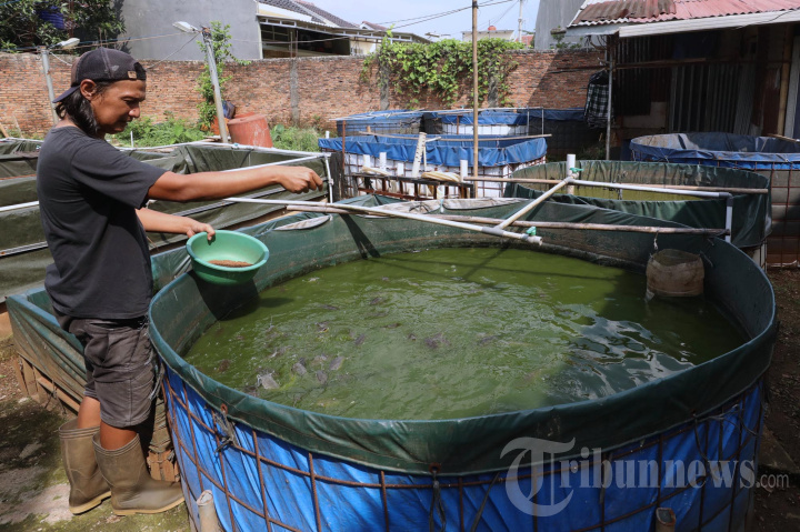 Budidaya Ikan Lele di DE Farm Pedurenan, Foto 7 #2019807 - TribunNews.com