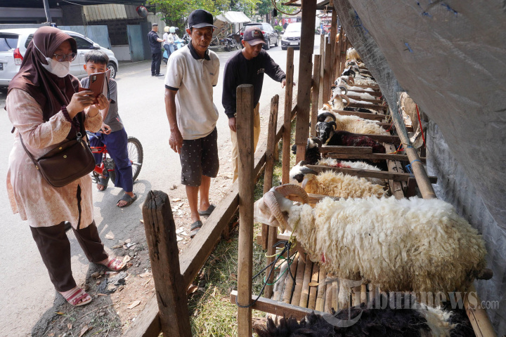 Pedagang Hewan Kurban di Kota Bandung, Foto 5 #2020141 - TribunNews.com