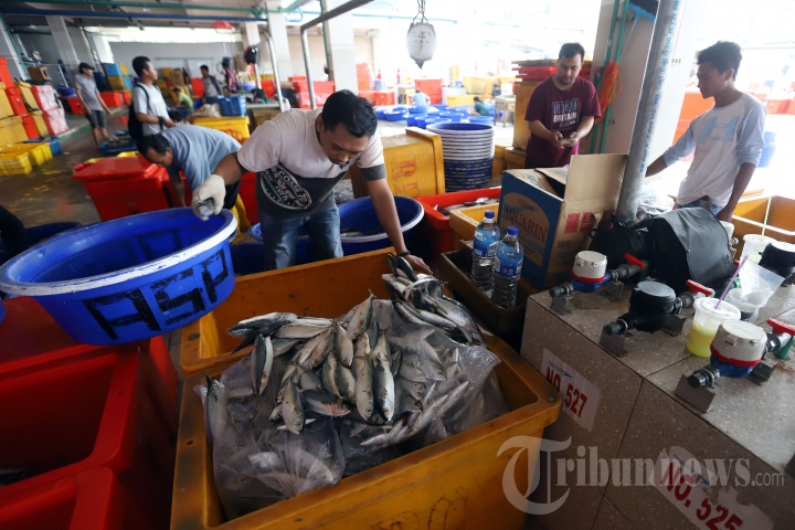 Aktifitas Pasar Ikan Modern Muara Baru, Foto 1 #1788859 - TribunNews.com