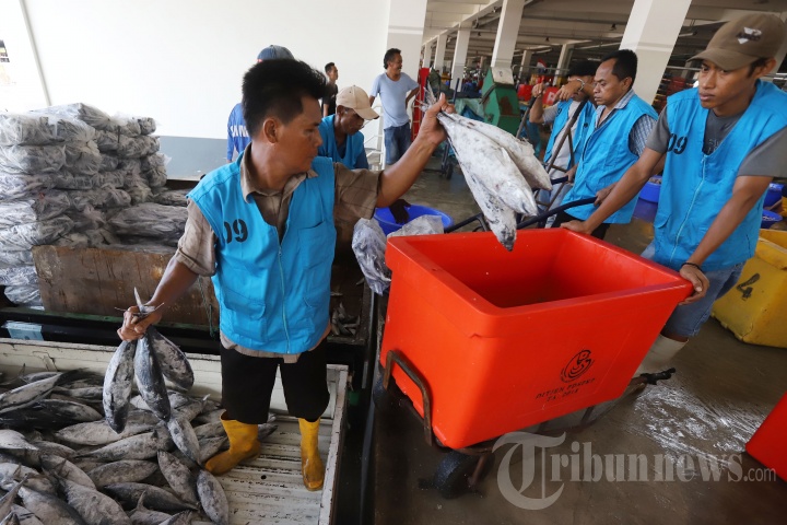 Aktifitas Pasar Ikan Modern Muara Baru, Foto 12 #1788870 - TribunNews.com
