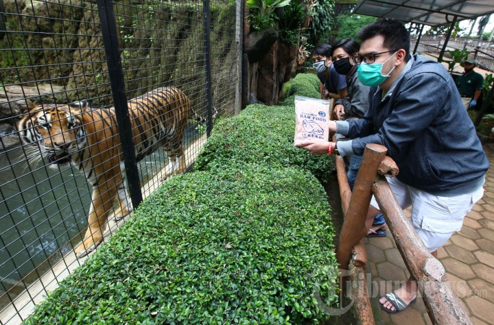 Bazoga Galang Donasi Pakan untuk Kelangsungan Hidup Satwa, Foto 6 ...