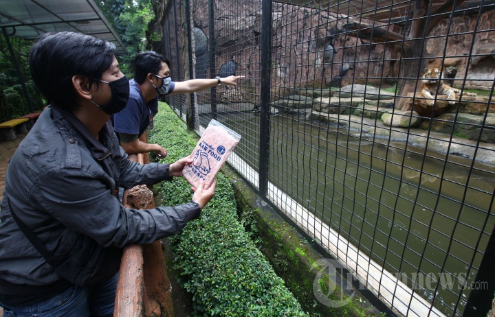 Bazoga Galang Donasi Pakan untuk Kelangsungan Hidup Satwa, Foto 7 ...