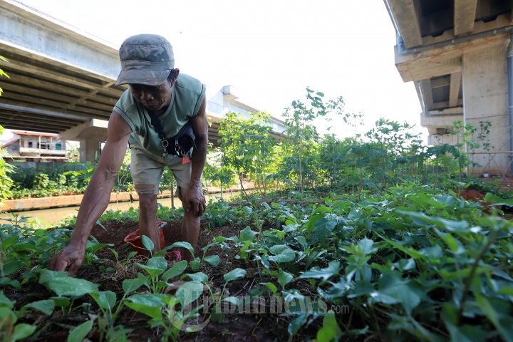 Bercocok Tanam di Lahan Kosong , Foto 4 #1858851 - TribunNews.com
